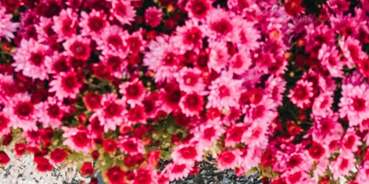 How to Post Flowers on Instagram - Zeru